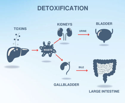 Best Detoxification: Restoring Balance for Optimal Health Miami, FL ...